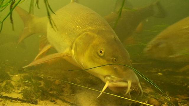 The Underwater World of the Barbel | daiwasports.co.uk